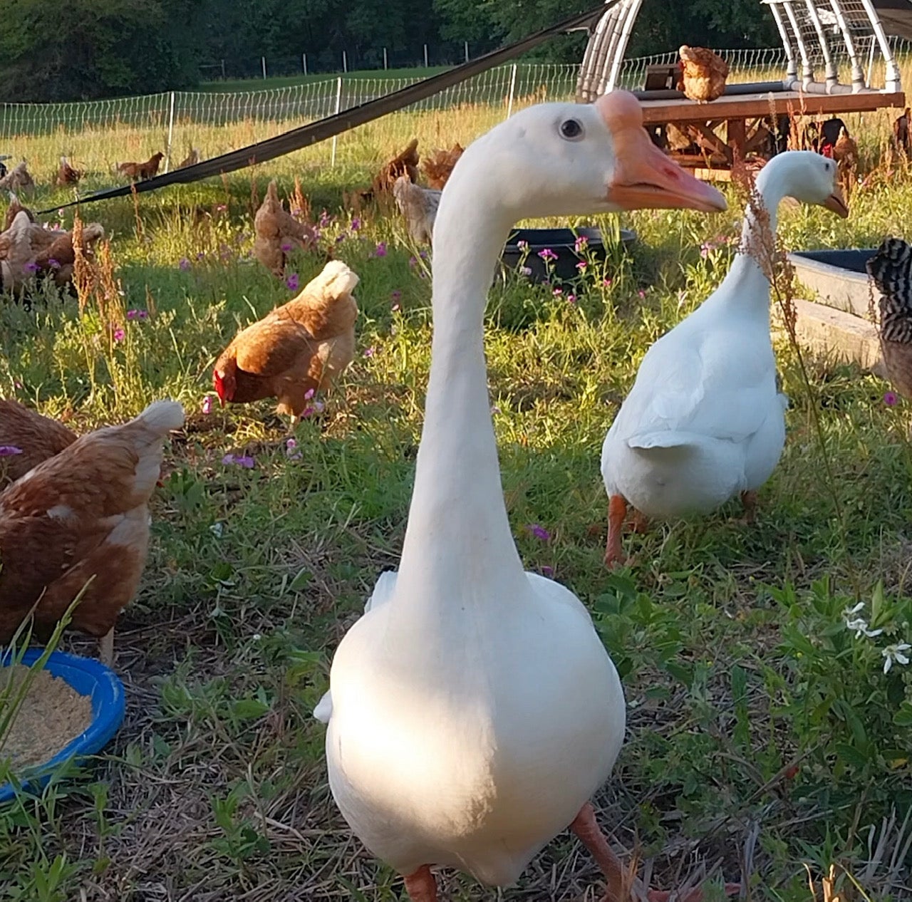 PASTURE-RAISED FROM OUR FARM TO YOUR TABLE